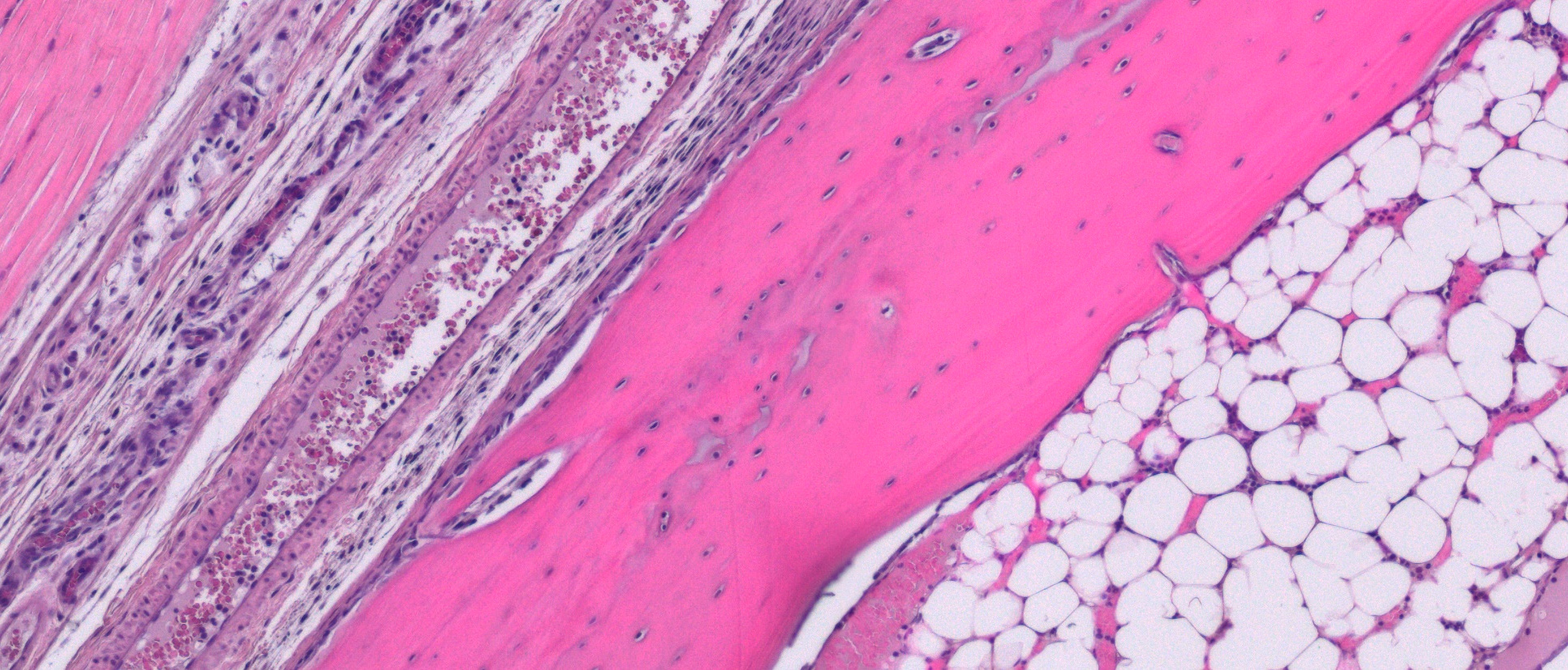 Histology | Research | Washington State University