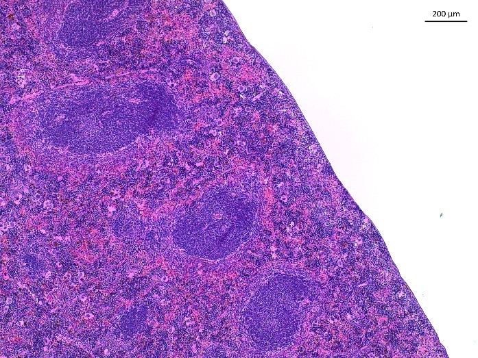 Histology | Research | Washington State University