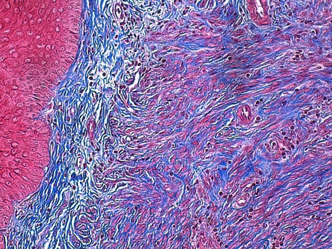 Histology | Research | Washington State University