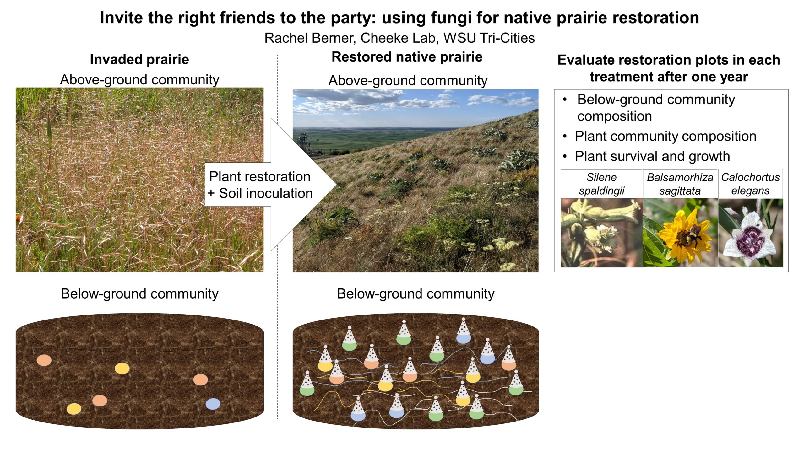 Rachel Berner 2023 | Three Minute Thesis Site | Washington State University
