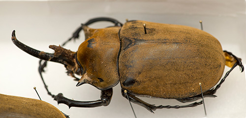 golofa-beetle-500 | WSU Insider | Washington State University