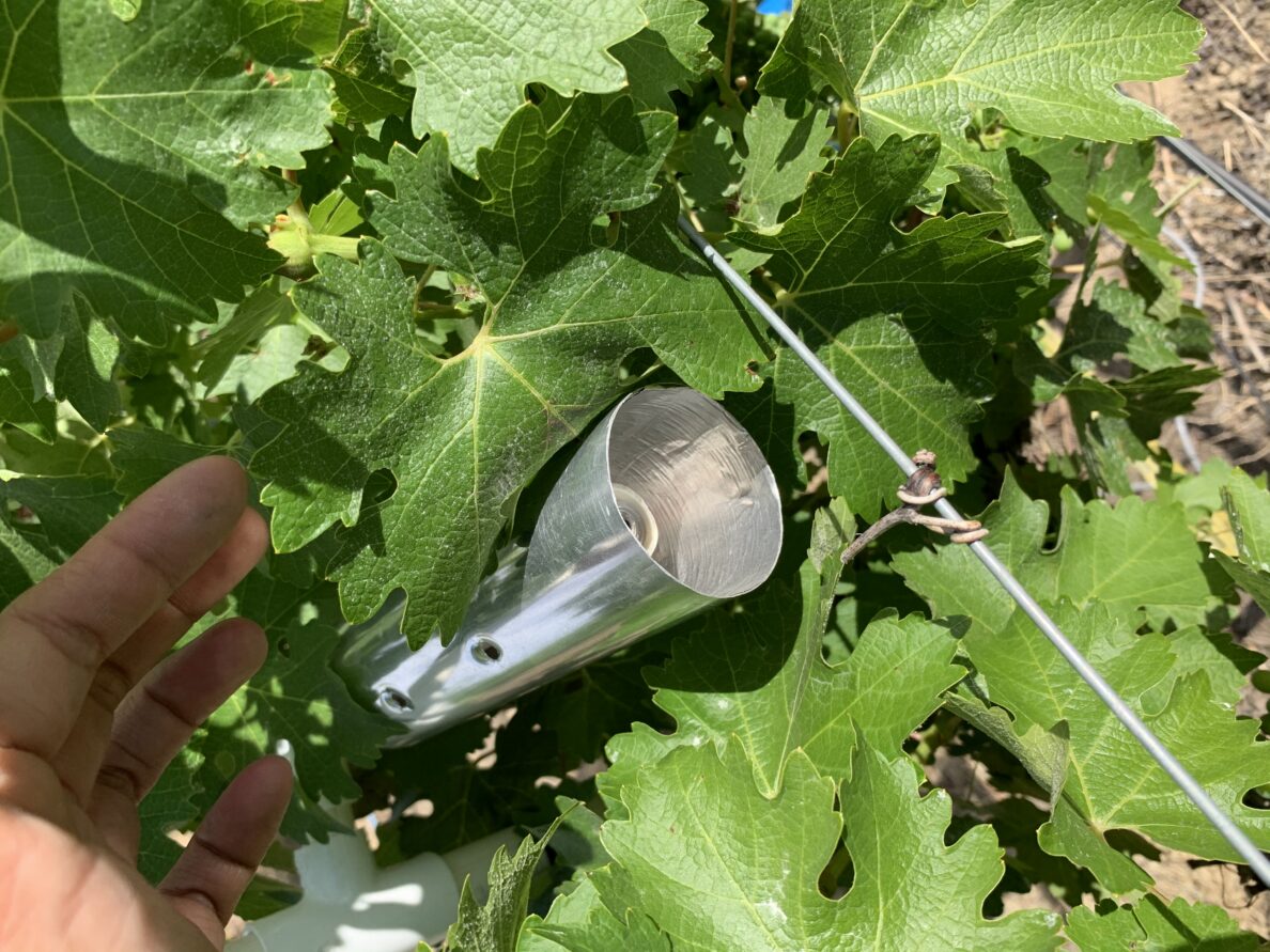 Washington State University resources help grape growers combat extreme ...