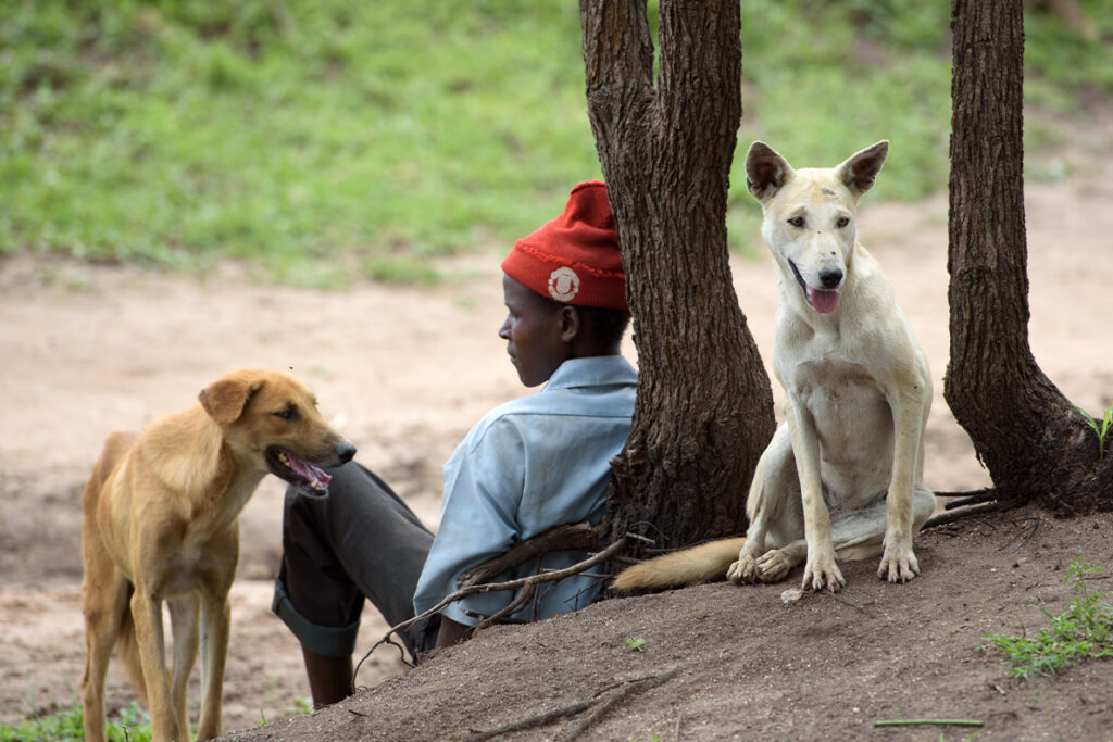 Rabies Hero campaign aims to suppress secondary disease outbreaks due ...
