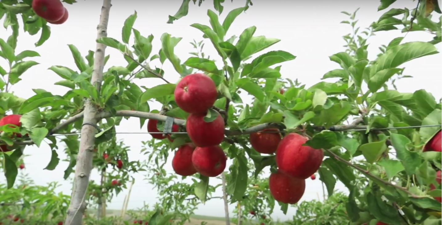 Carson College MBA Students Picked to Help Market Cosmic Crisp™ Apple ...