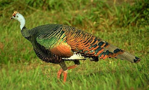 Research | Anthropology Isotope Lab | Washington State University