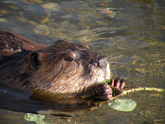 Leave it to beavers | Washington State Magazine | Washington State ...