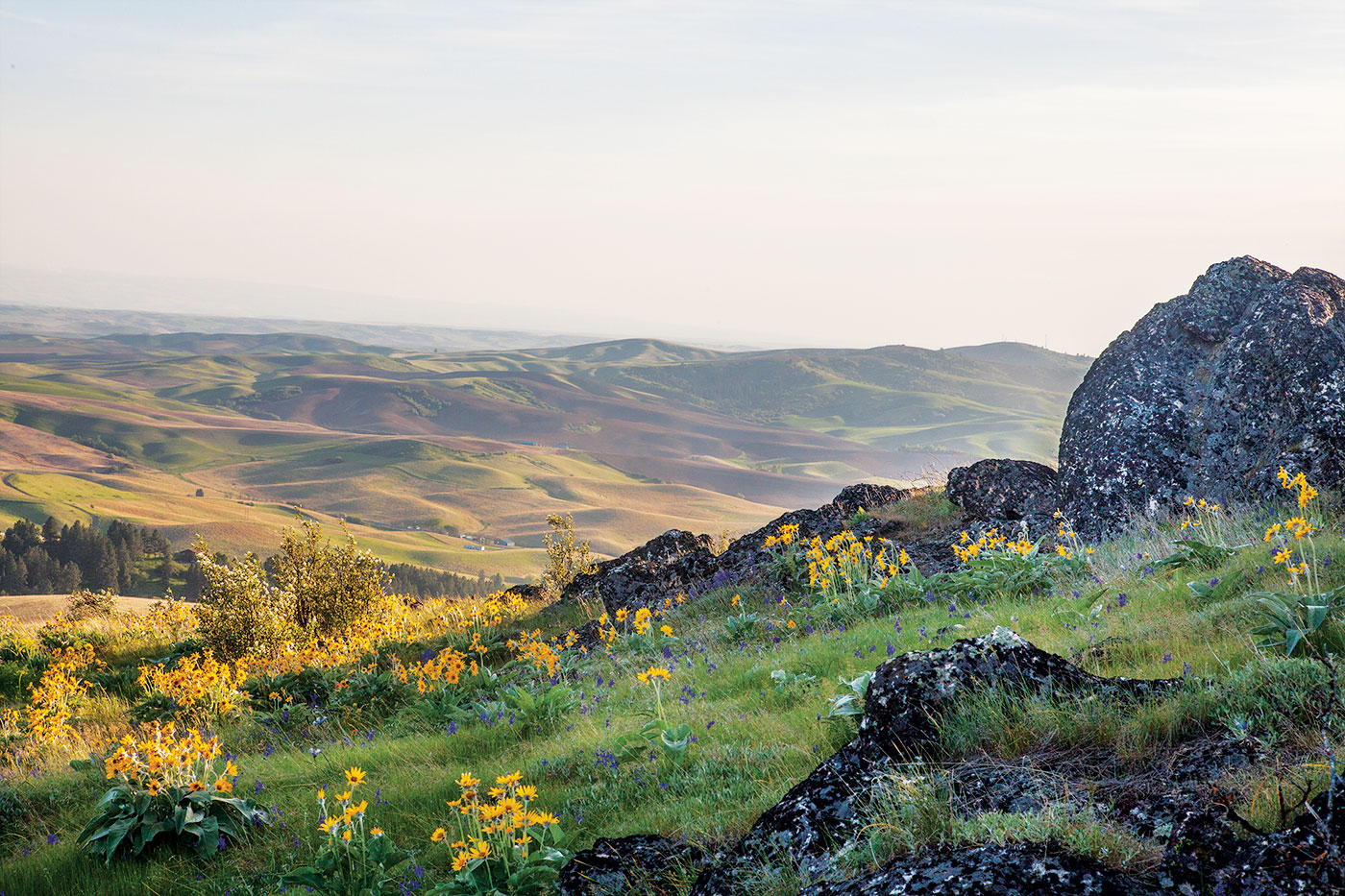 Traveling ecologist Rexford F. Daubenmire | Washington State Magazine ...