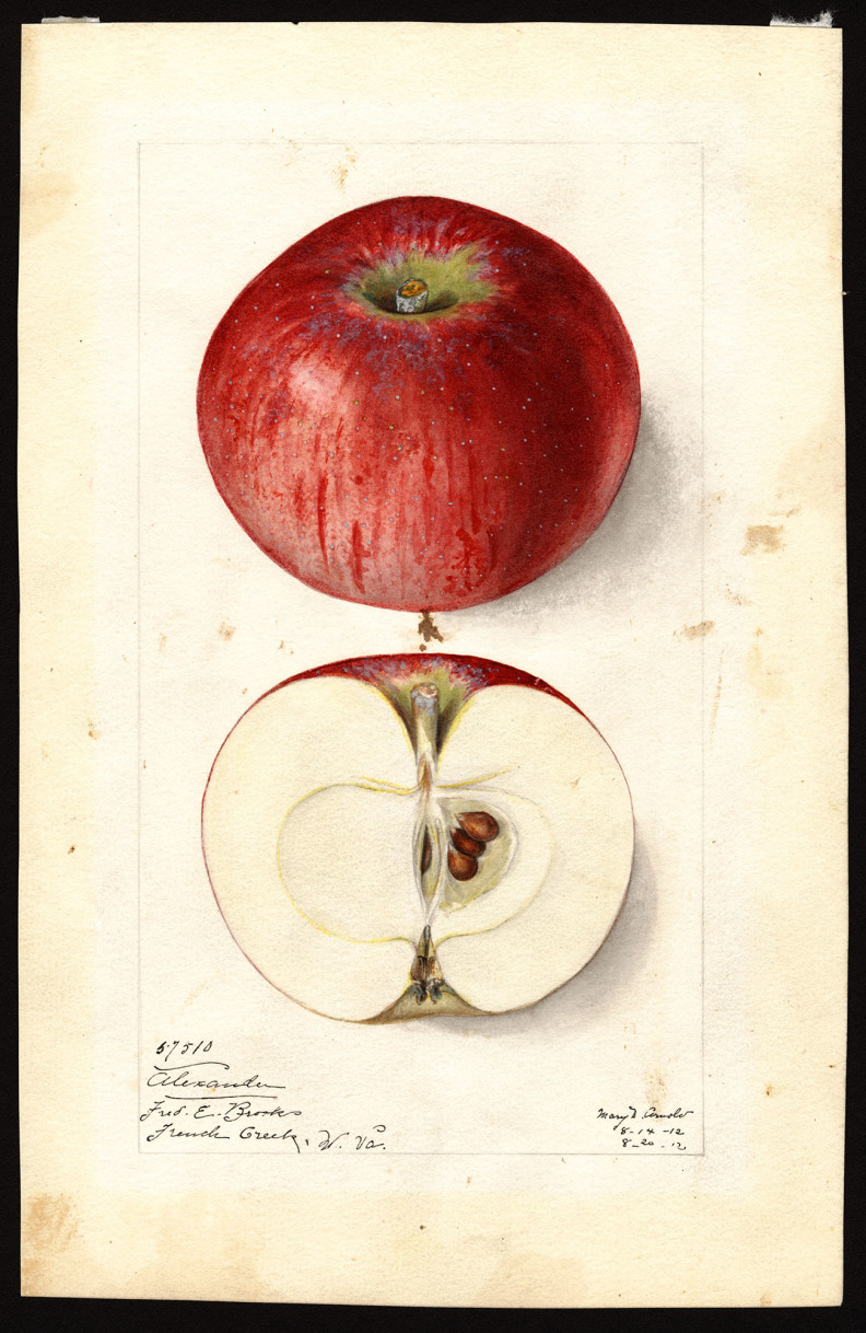 Gallery: Old-time Apple Varieties in the Northwest | Washington State ...