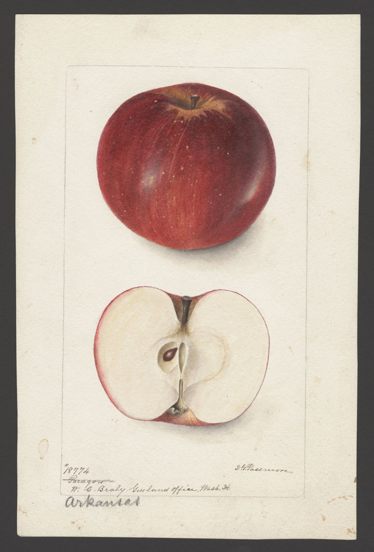 Gallery: Old-time Apple Varieties in the Northwest | Washington State ...