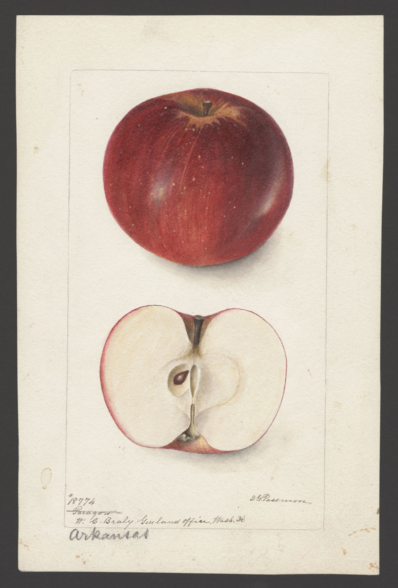 Gallery: Old-time Apple Varieties in the Northwest | Washington State ...