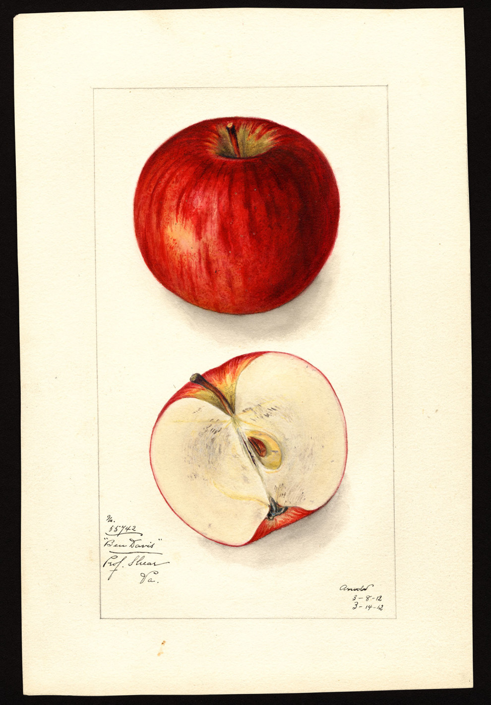 Gallery: Old-time Apple Varieties in the Northwest | Washington State ...