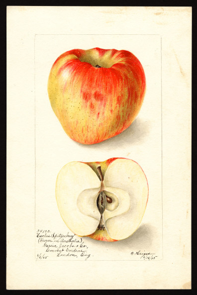Gallery: Old-time Apple Varieties in the Northwest | Washington State ...