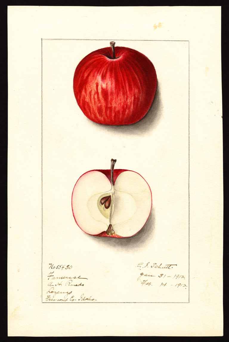 Gallery: Old-time Apple Varieties in the Northwest | Washington State ...