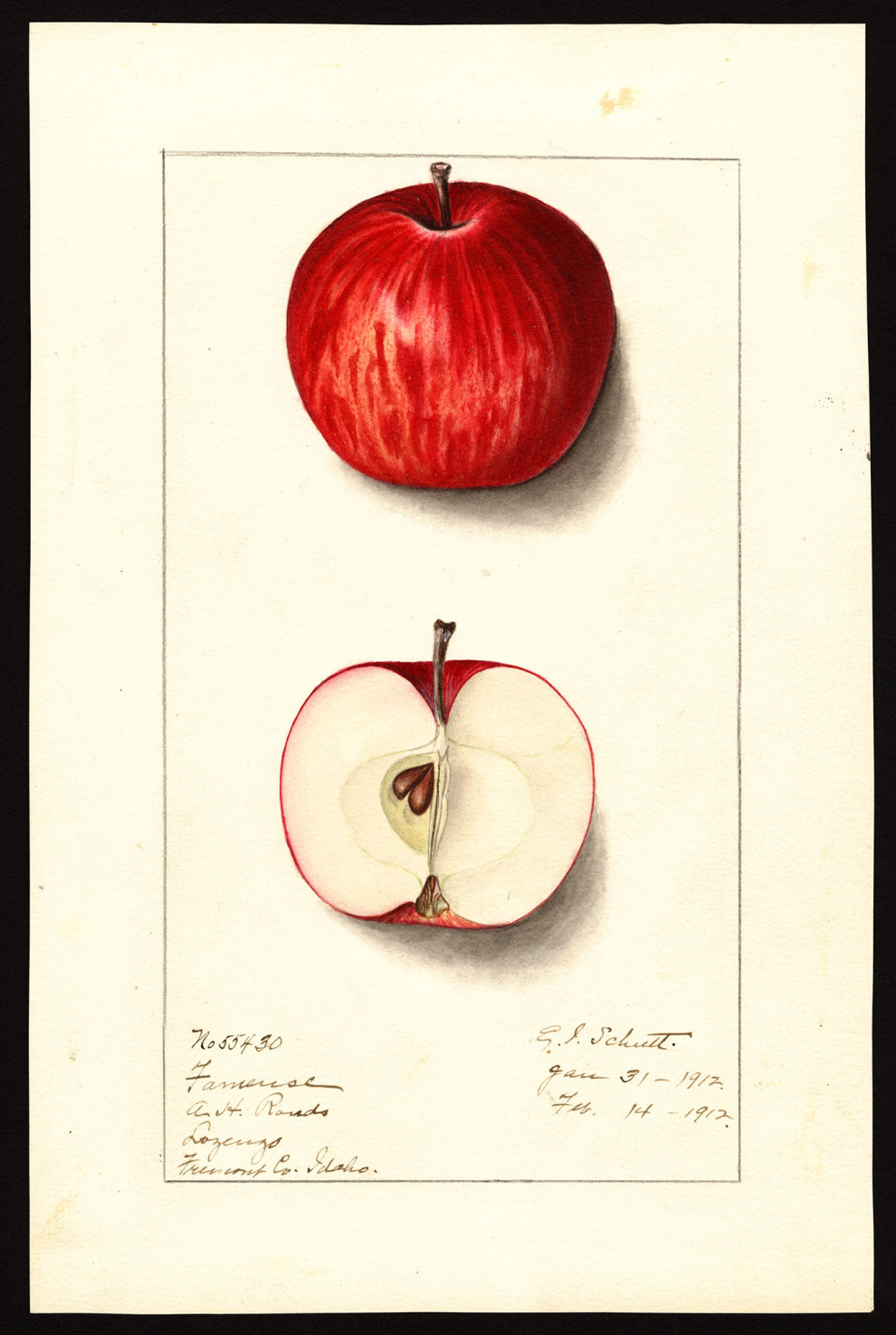 Gallery: Old-time Apple Varieties in the Northwest | Washington State ...