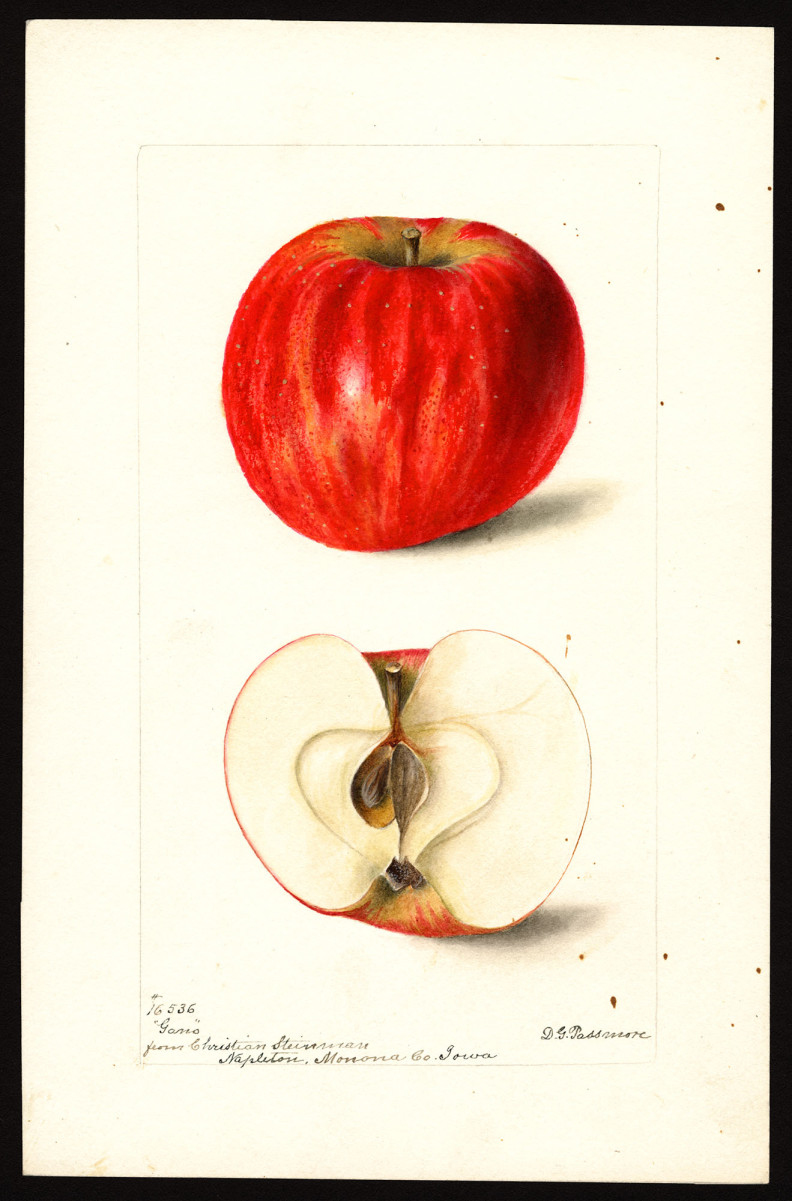Gallery: Old-time Apple Varieties in the Northwest | Washington State ...