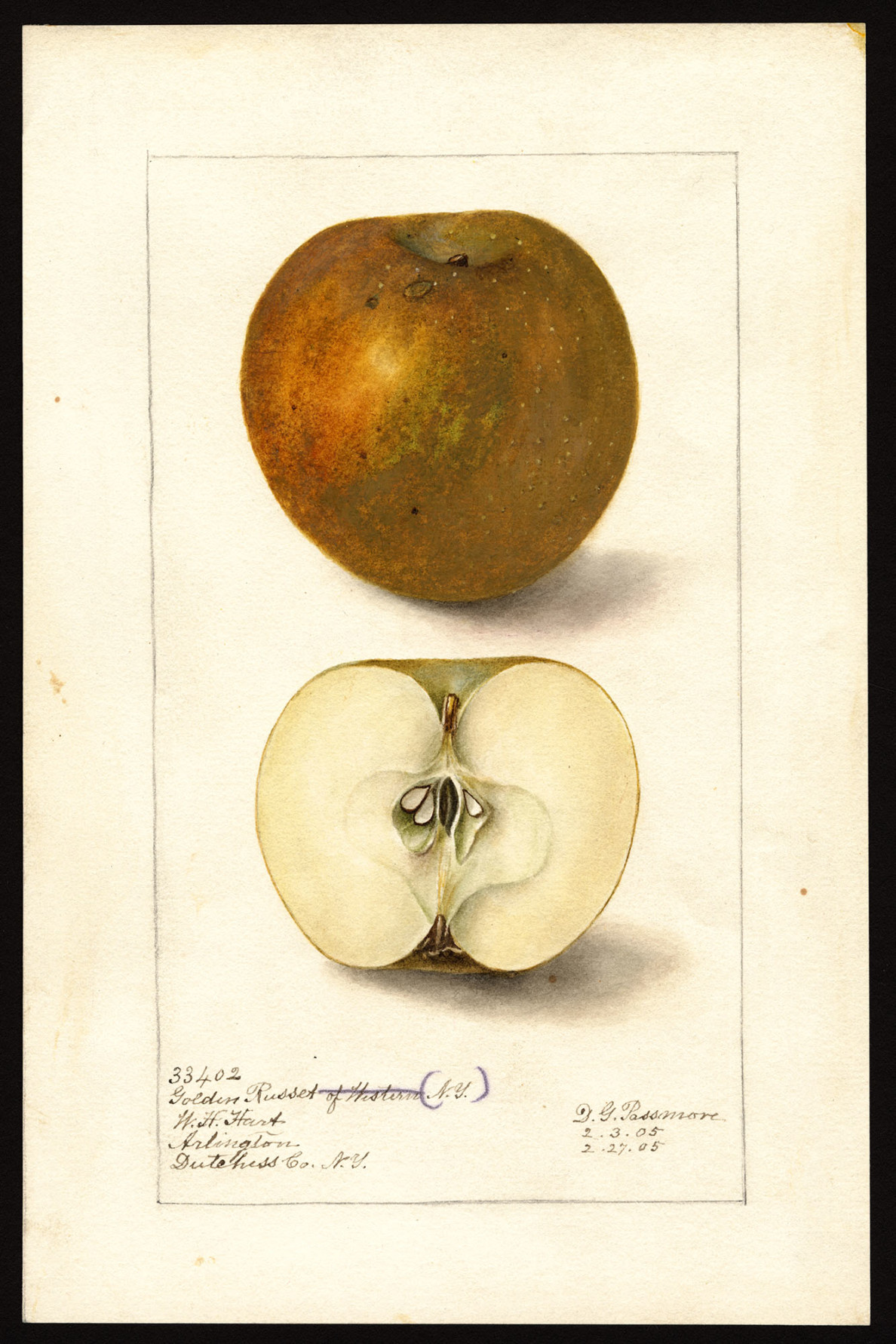Gallery: Old-time Apple Varieties in the Northwest | Washington State ...