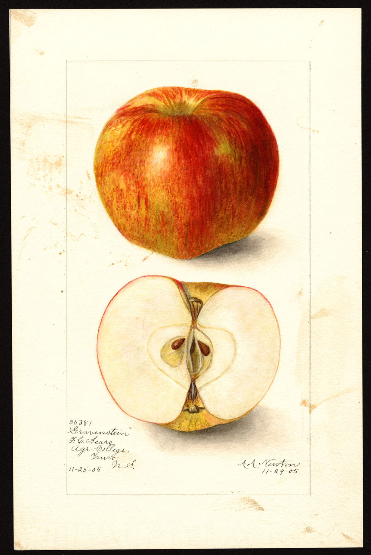 Gallery: Old-time Apple Varieties in the Northwest | Washington State ...