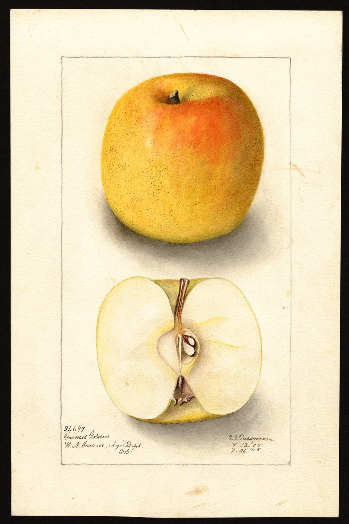 Gallery: Old-time Apple Varieties in the Northwest | Washington State ...