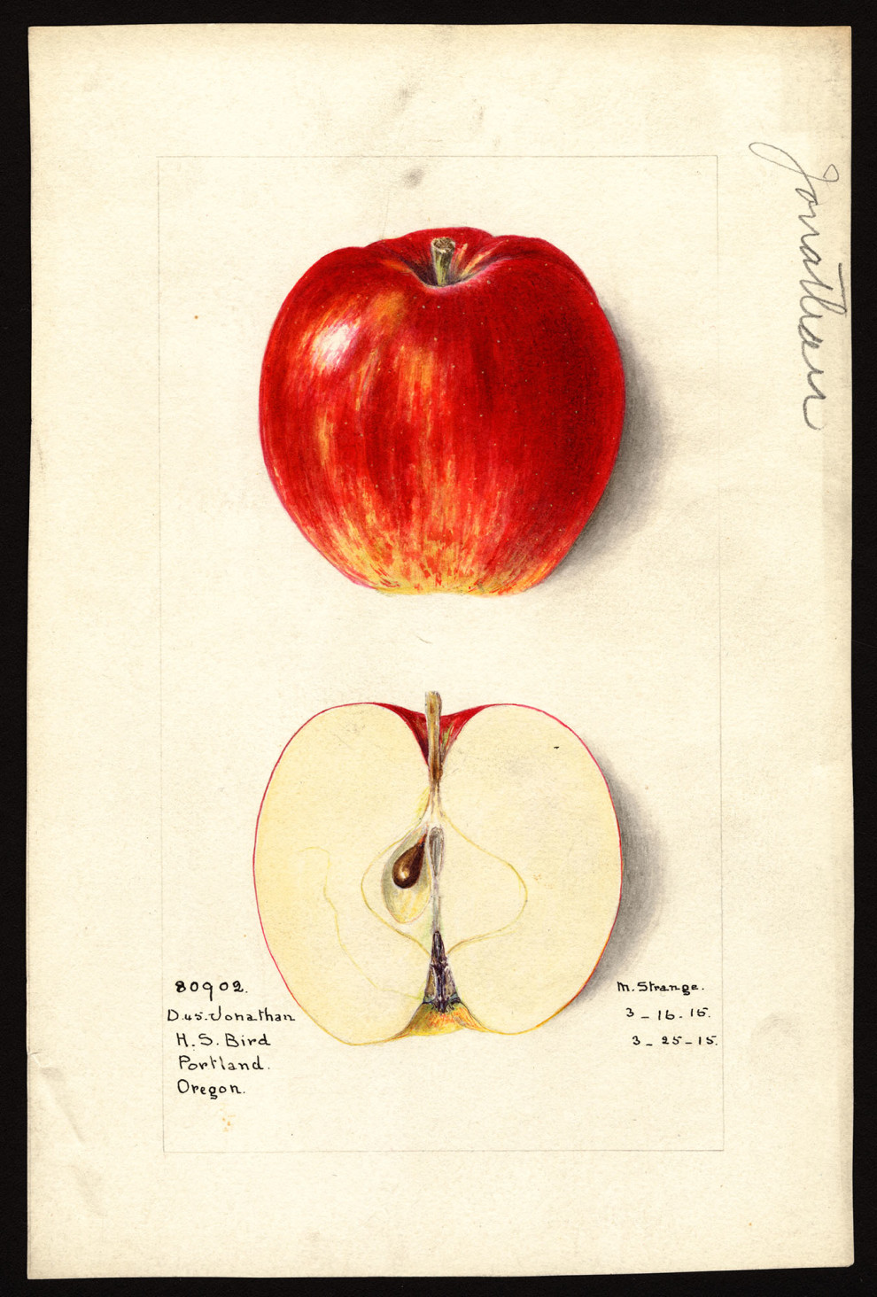 Gallery: Old-time Apple Varieties in the Northwest | Washington State ...