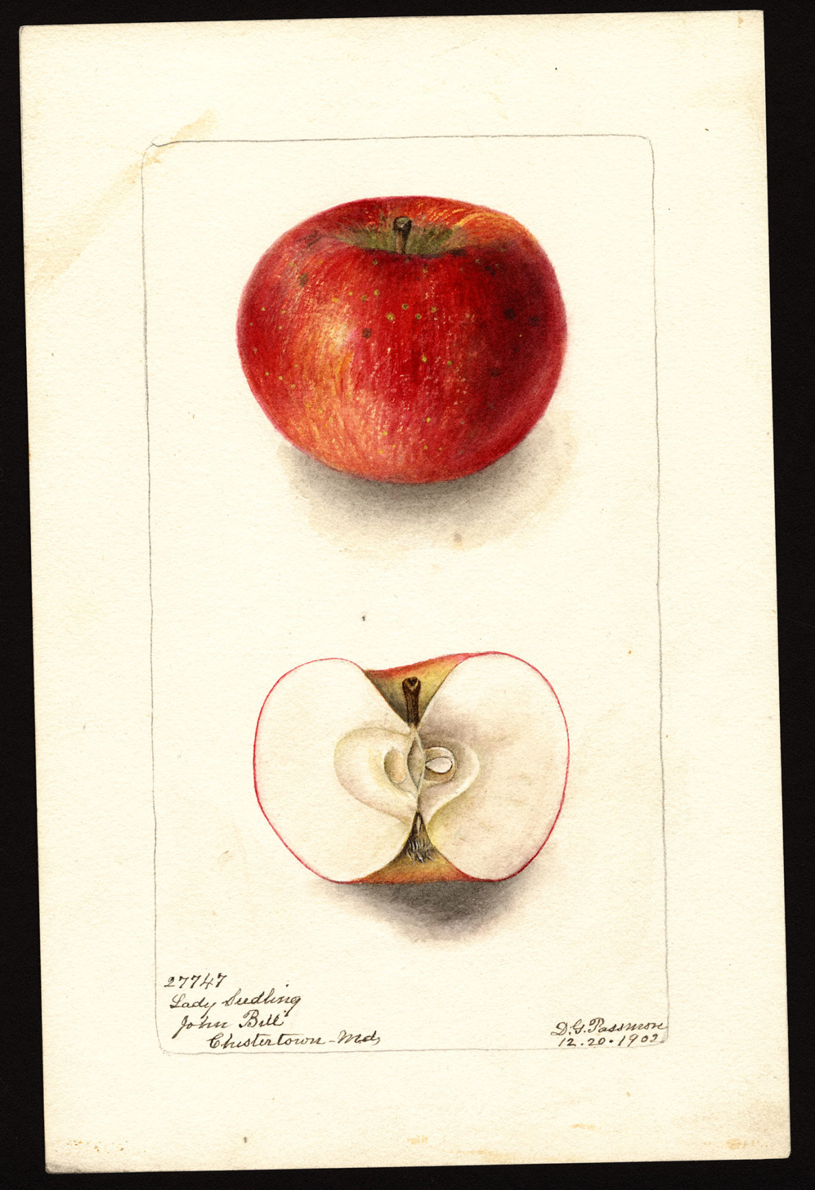 Gallery: Old-time Apple Varieties in the Northwest | Washington State ...