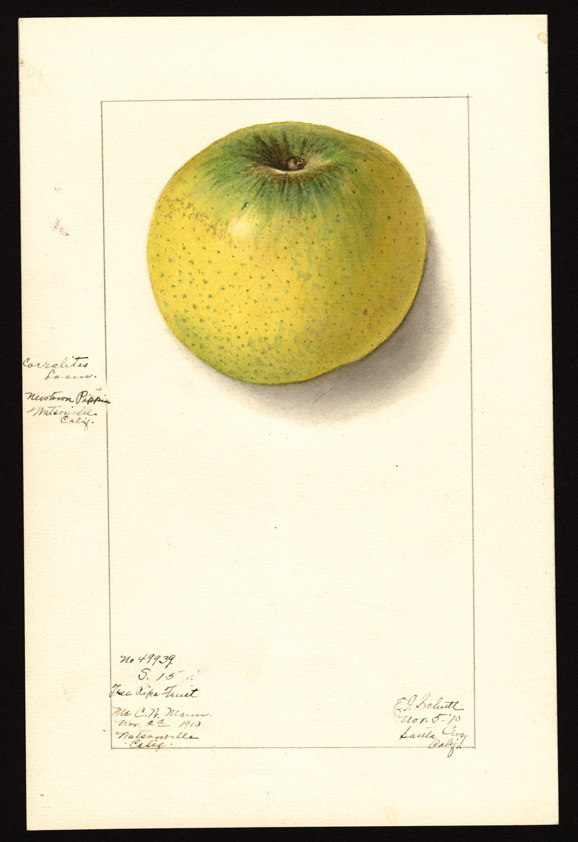Gallery: Old-time Apple Varieties in the Northwest | Washington State ...