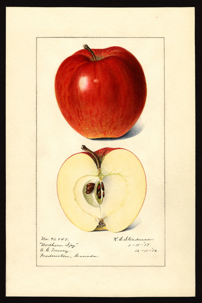 Gallery: Old-time Apple Varieties in the Northwest | Washington State ...
