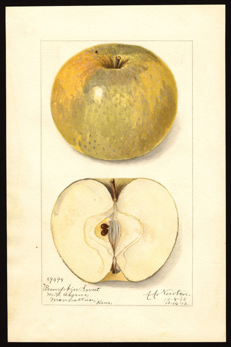 Gallery: Old-time Apple Varieties in the Northwest | Washington State ...