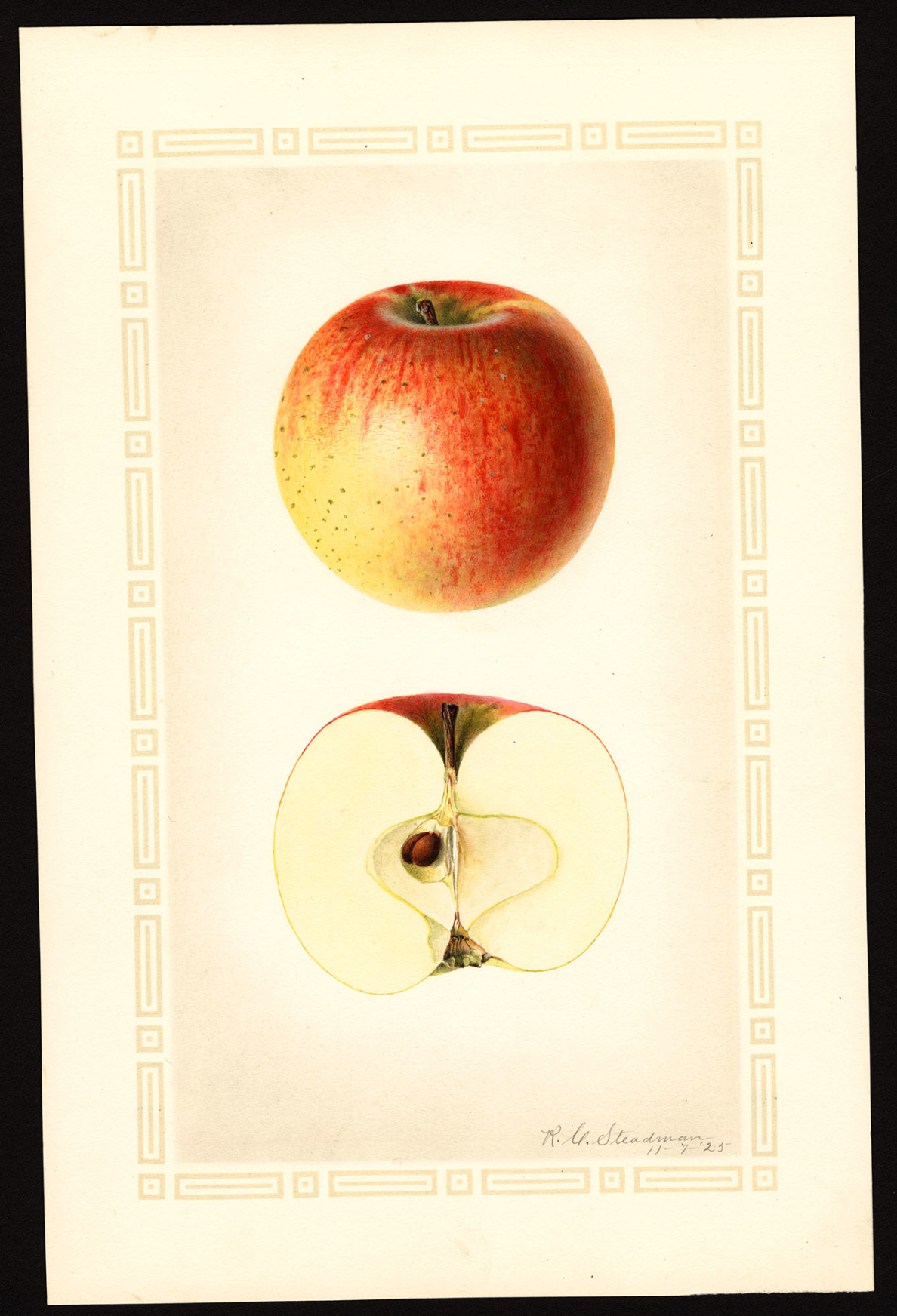 Gallery: Old-time Apple Varieties in the Northwest | Washington State ...
