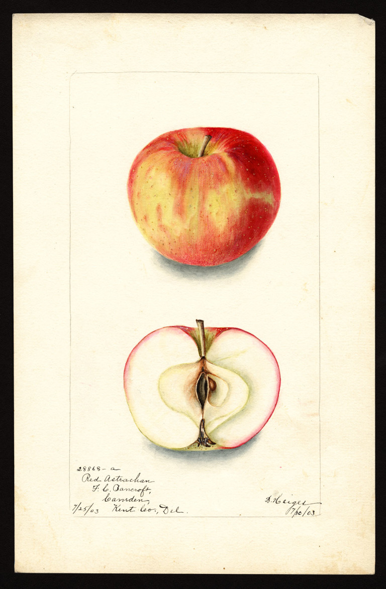 Gallery: Old-time Apple Varieties in the Northwest | Washington State ...