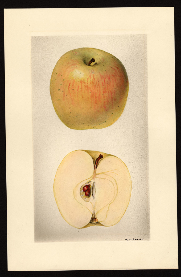 Gallery: Old-time Apple Varieties in the Northwest | Washington State ...
