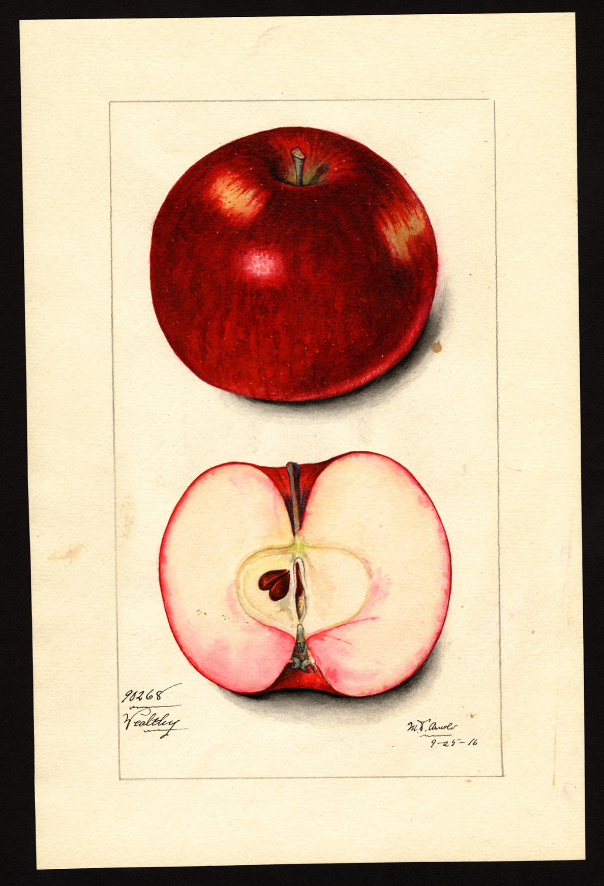 Gallery: Old-time Apple Varieties in the Northwest | Washington State ...