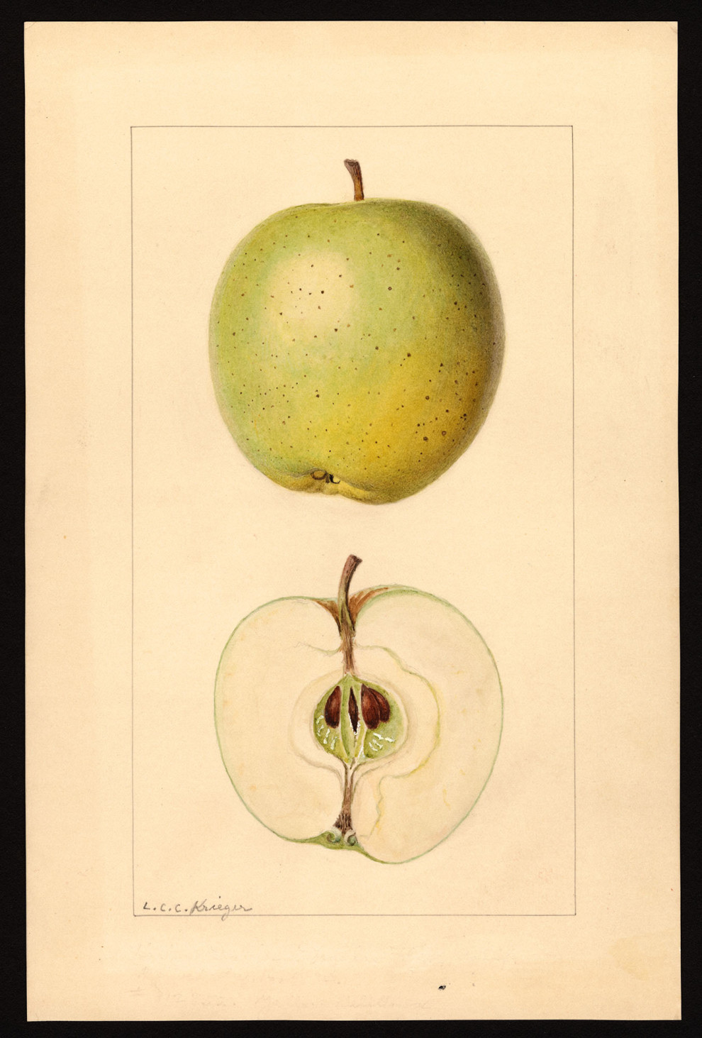 Gallery: Old-time Apple Varieties in the Northwest | Washington State ...