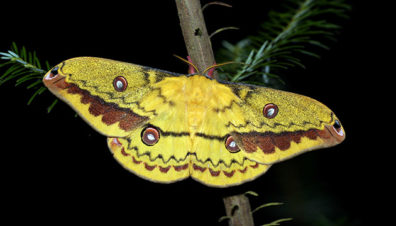 Copaxa-lavendera-vii05 | Washington State Magazine | Washington State ...