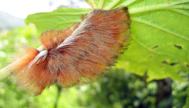 Gallery: Guatemalan arthropods at WSU | Washington State Magazine ...
