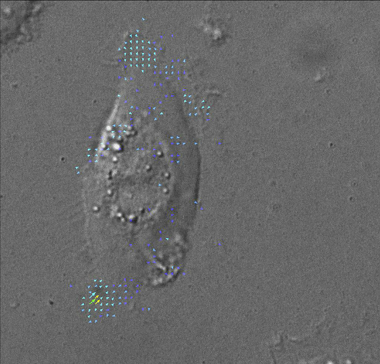 Your skin crawls | Washington State Magazine | Washington State University