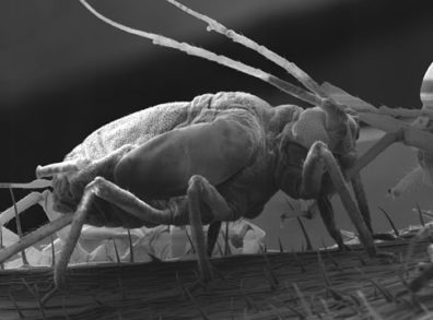 Micrographs from WSU’s Franceschi Microscopy and Imaging Center ...
