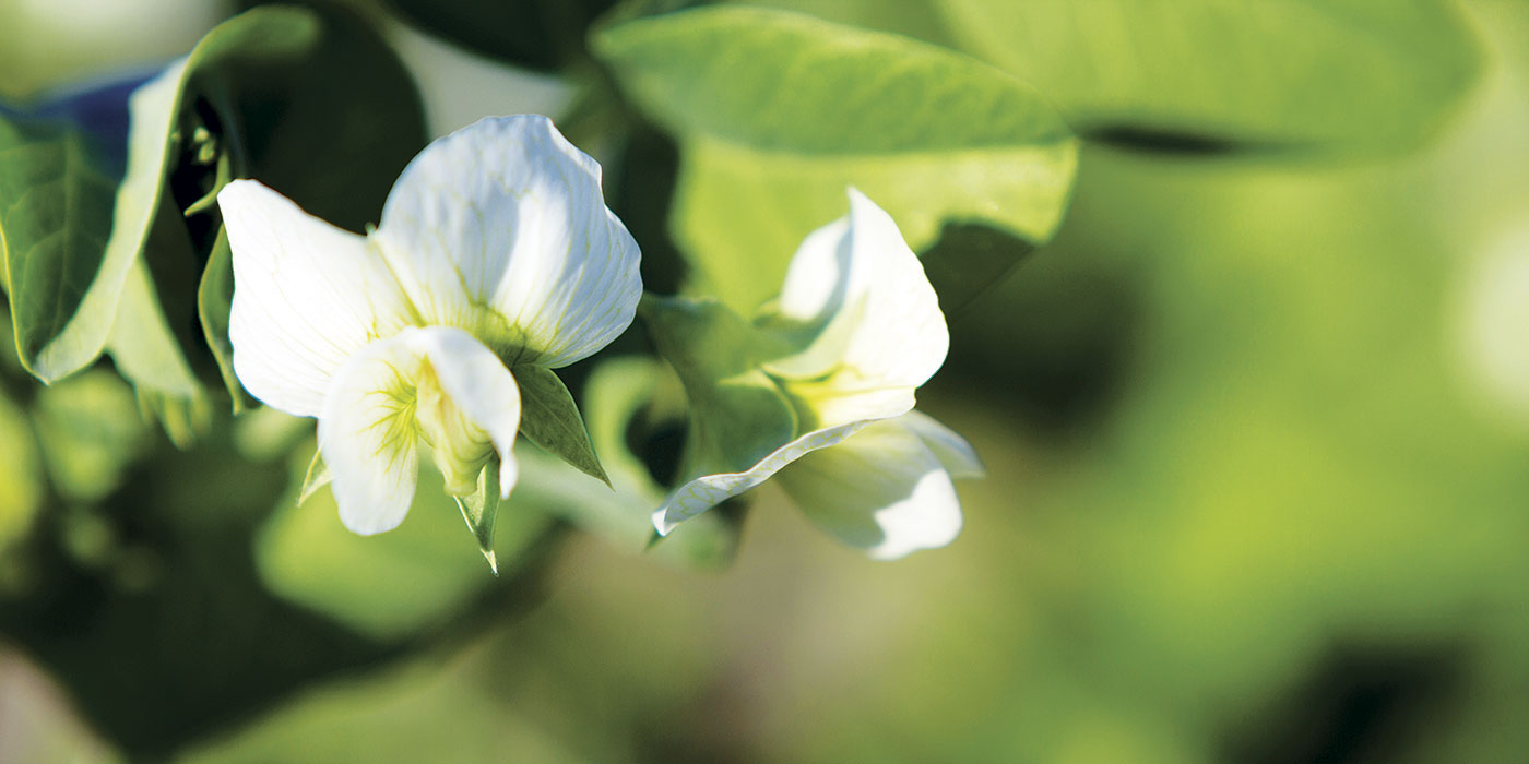 Fresh Peas | Washington State Magazine | Washington State University