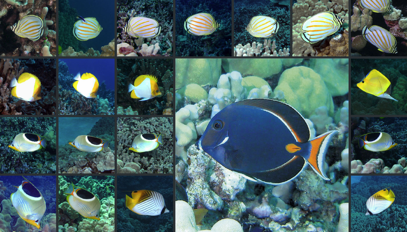 Managing Nemo | Washington State Magazine | Washington State University