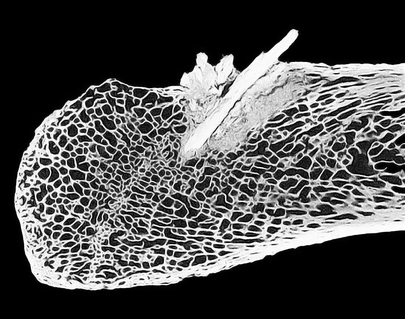 Bones of contention | Washington State Magazine | Washington State ...