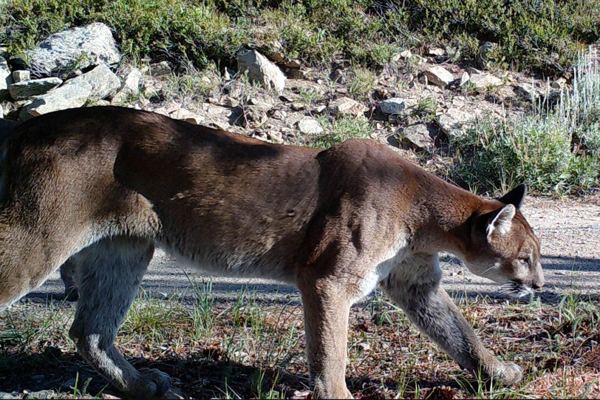 Gallery: Central Washington wildlife caught on camera | Washington ...