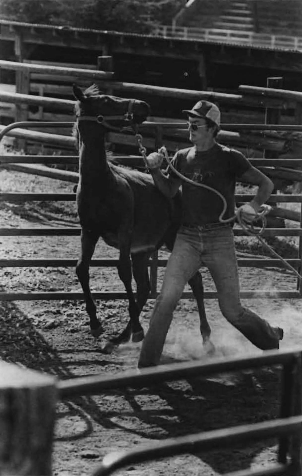 Gallery: WSU horses through the years | Washington State Magazine | Washington State University