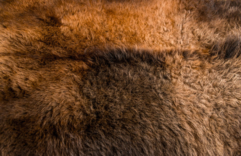 Bison | Washington State Magazine | Washington State University