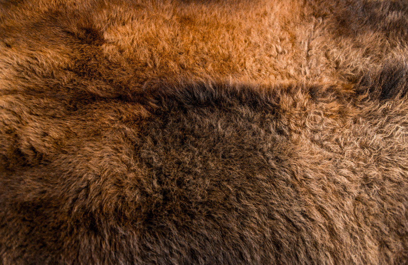 Bison | Washington State Magazine | Washington State University