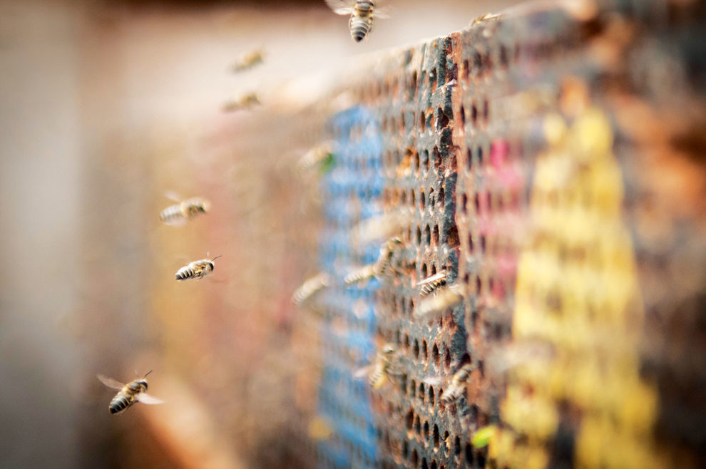 Plan Bee | Washington State Magazine | Washington State University
