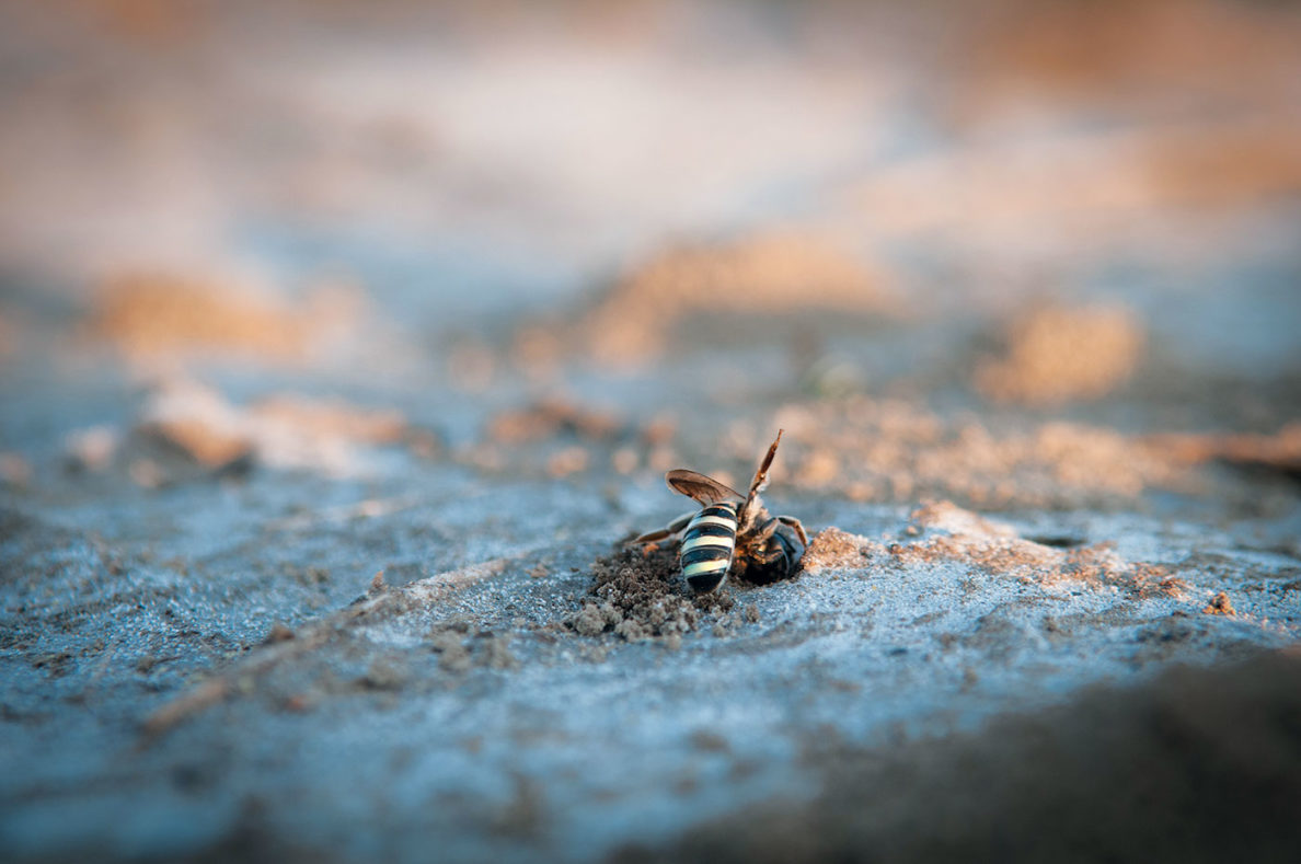 Plan Bee | Washington State Magazine | Washington State University