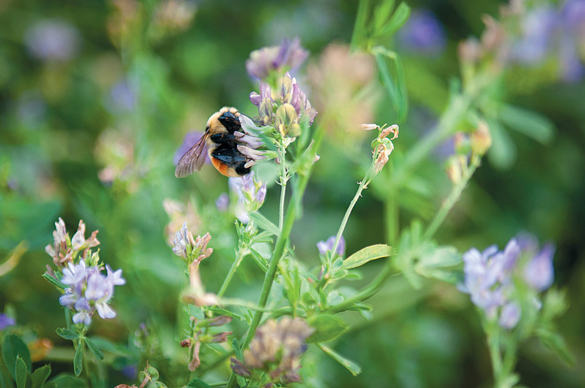 Plan Bee | Washington State Magazine | Washington State University