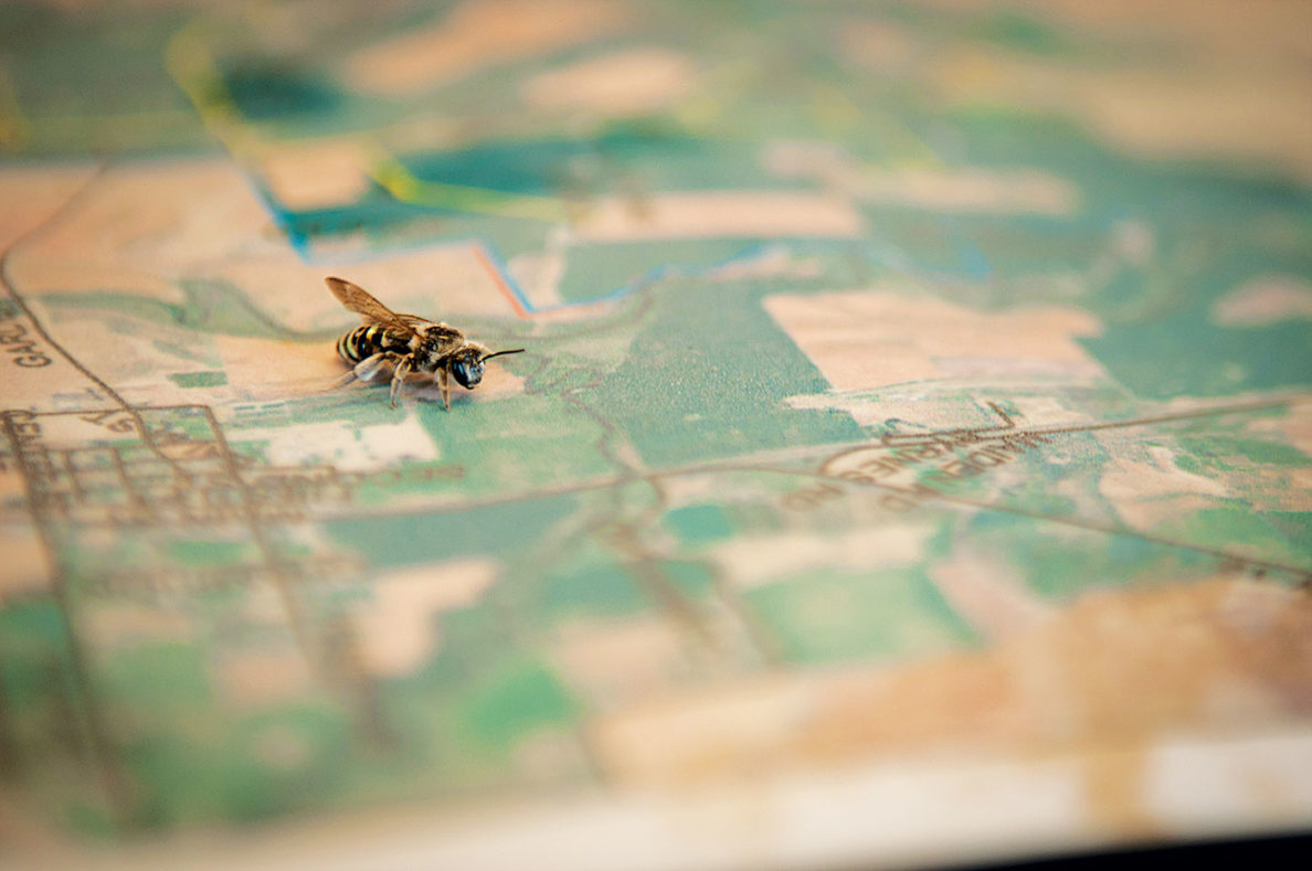 Plan Bee | Washington State Magazine | Washington State University