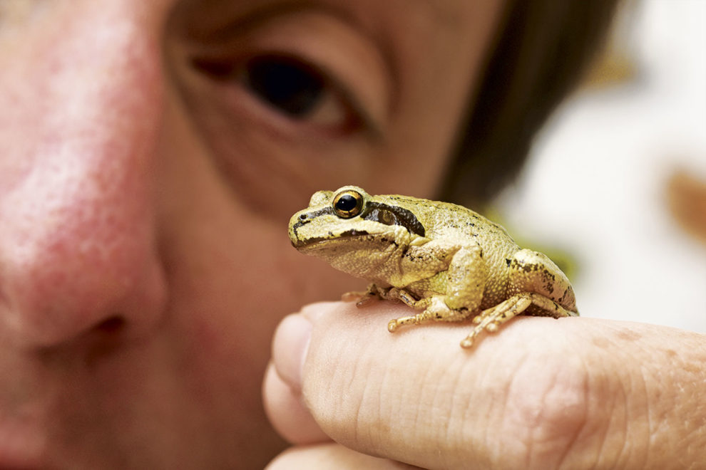 Where have all the frogs gone? | Washington State Magazine | Washington ...