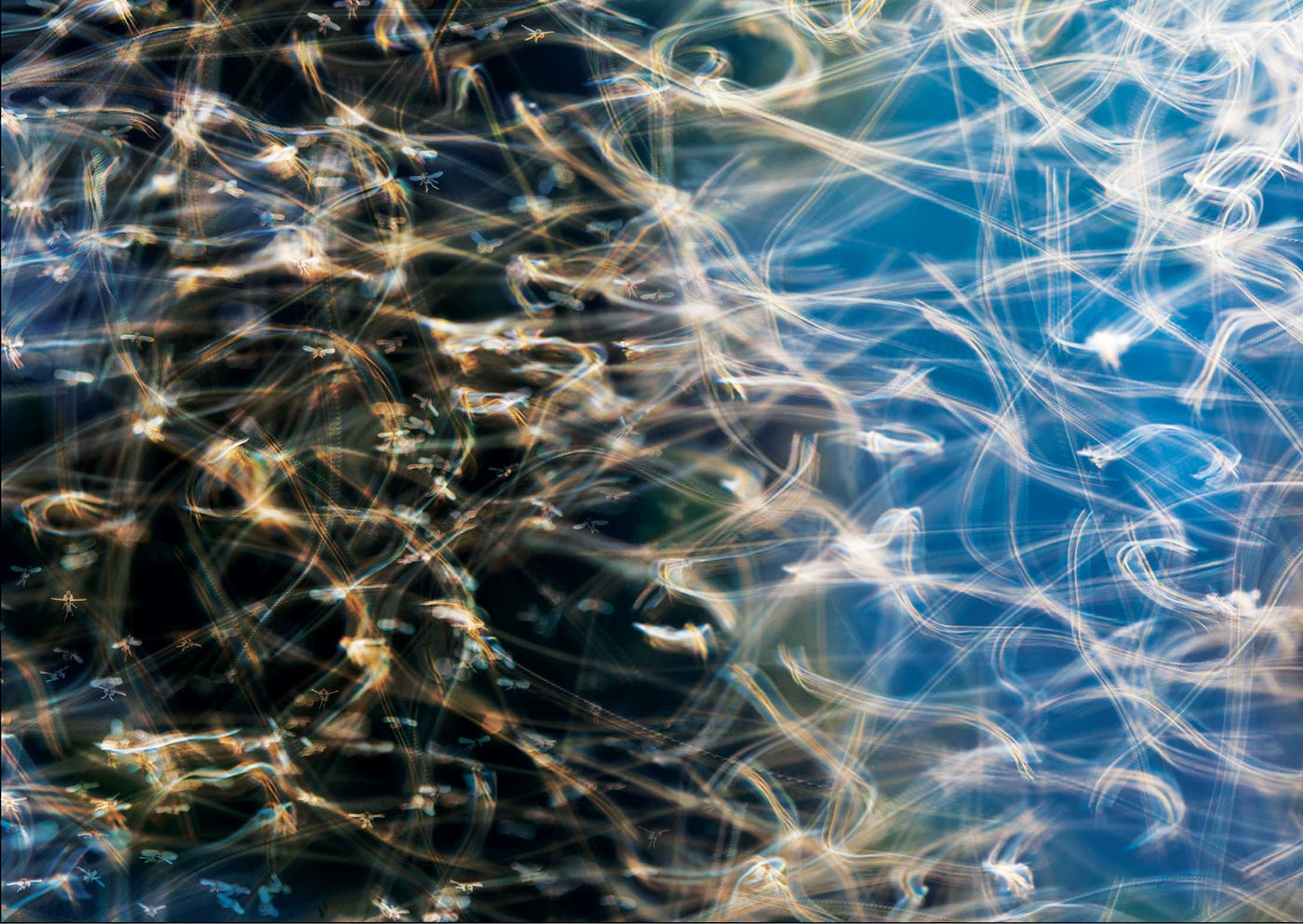 A world without insects? | Washington State Magazine | Washington State ...