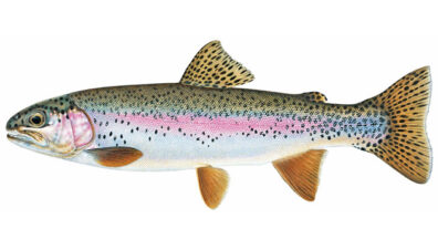 Trout illustrations by Joseph Tomelleri | Washington State Magazine ...
